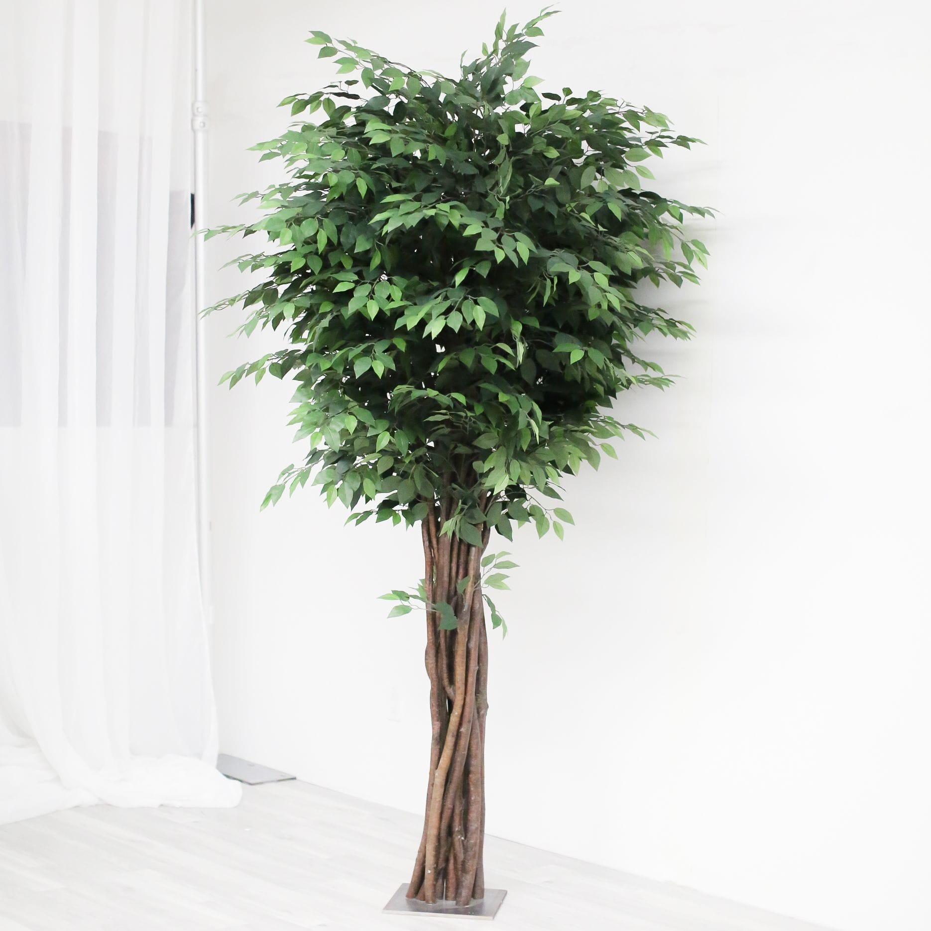 7 Places To Rent Huge Trees In Toronto • VintageBash