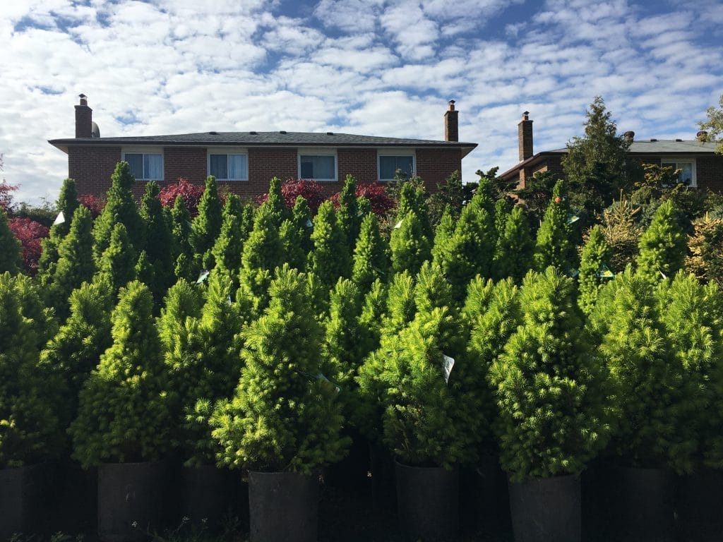 5 Best Toronto Plant Shops In North York • VintageBash