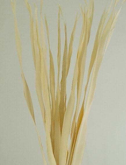 Cacho Palm Bleached Rental • VintageBash